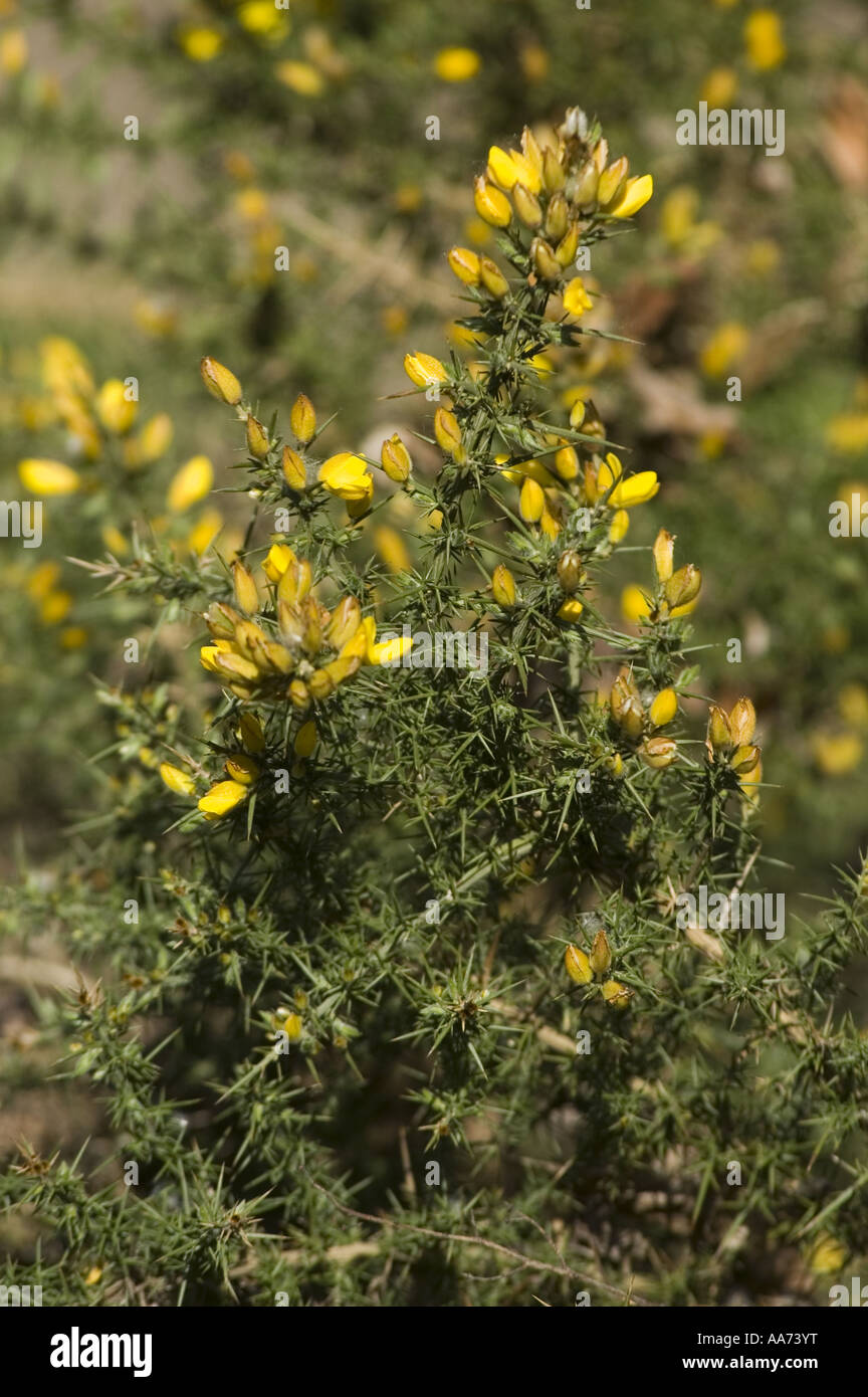Yellow spring flowers of Common Gorse - Leguminosae - Ulex europaeus ...