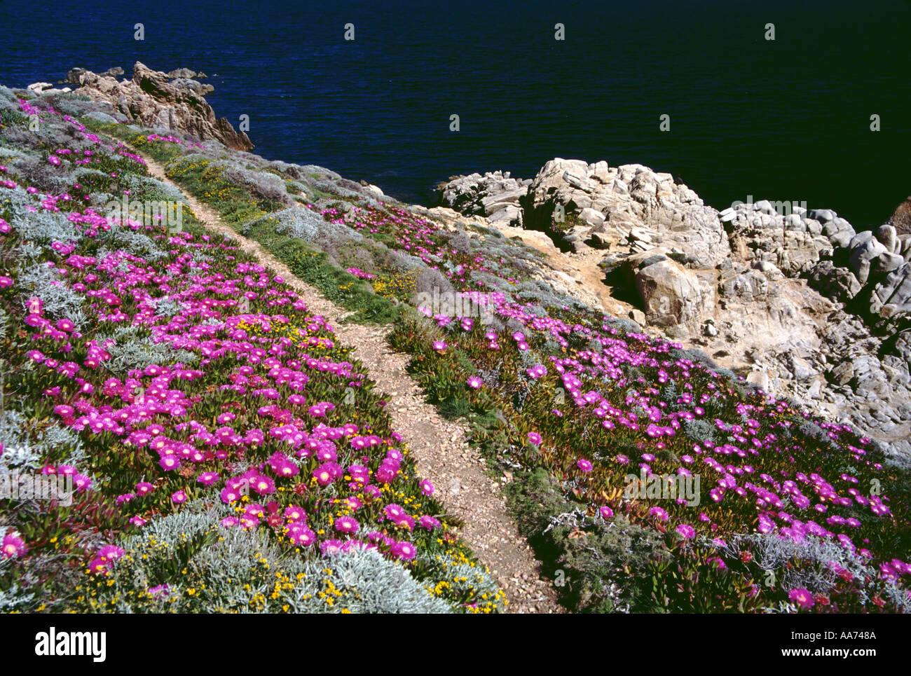 Sardinia Flowers High Resolution Stock Photography and Images - Alamy