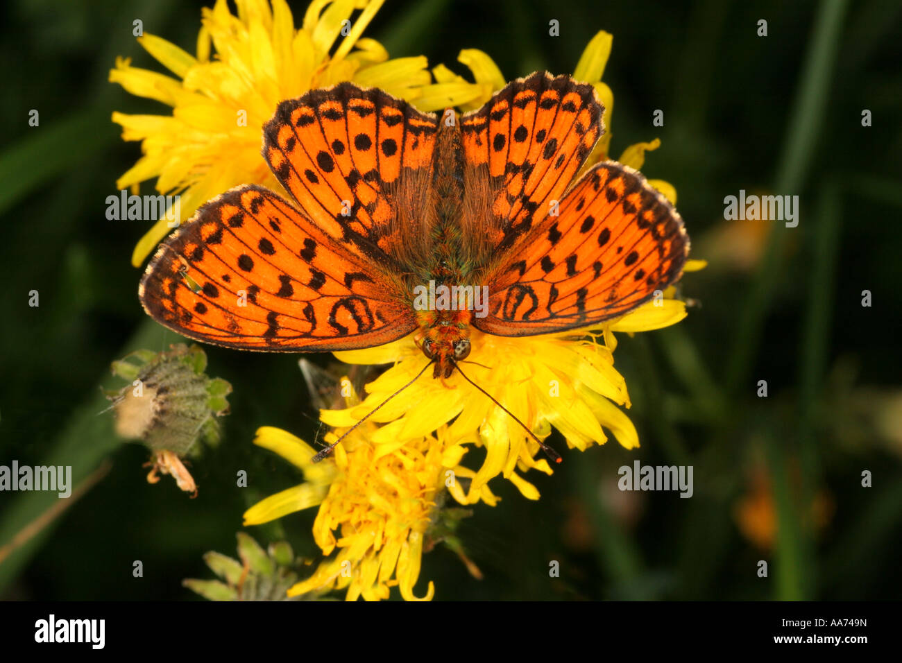 Boloria pales Shepherd s Fritillary Butterfly on a yellow flower ...