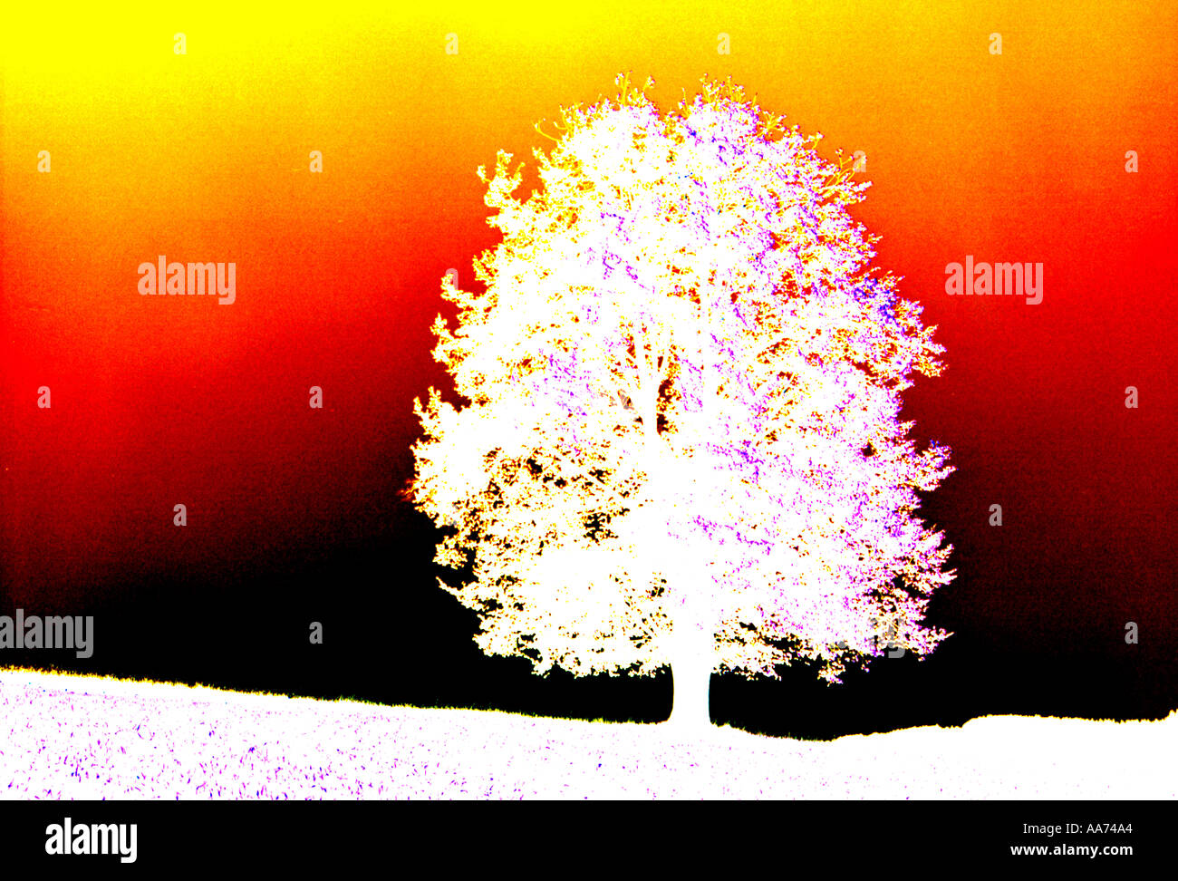 Symbolic tree oak tree grapic sky in the colors of german flag german ...