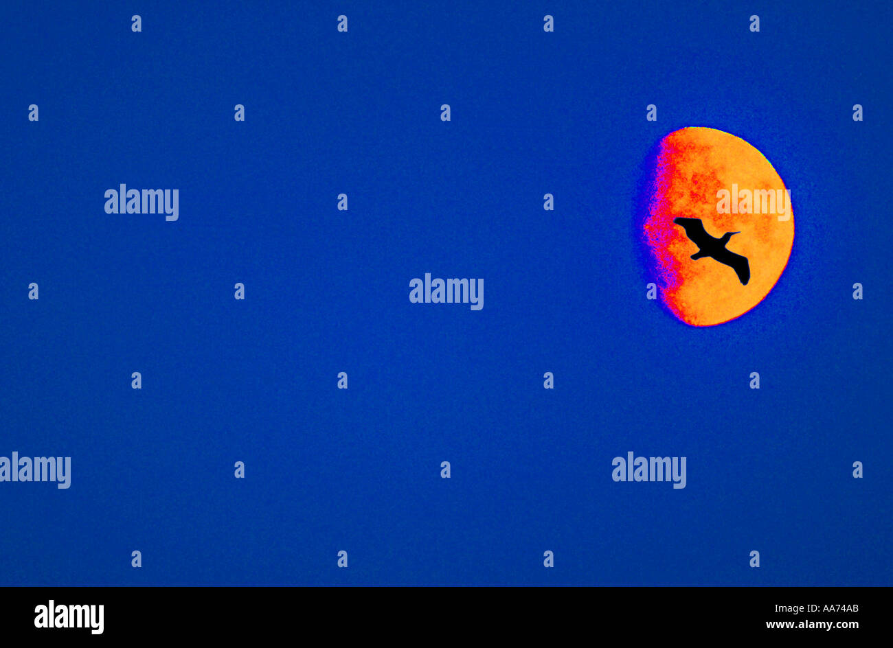 bird flying in the moon Stock Photo - Alamy