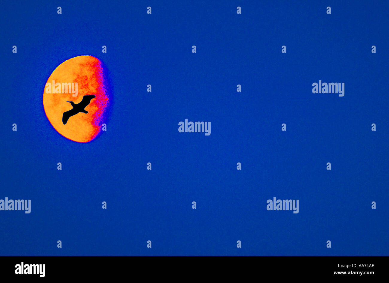 bird flying in the moon Stock Photo - Alamy