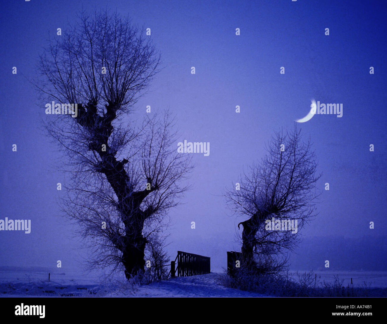 evening scene moon between two willow trees autumn night half moon ...