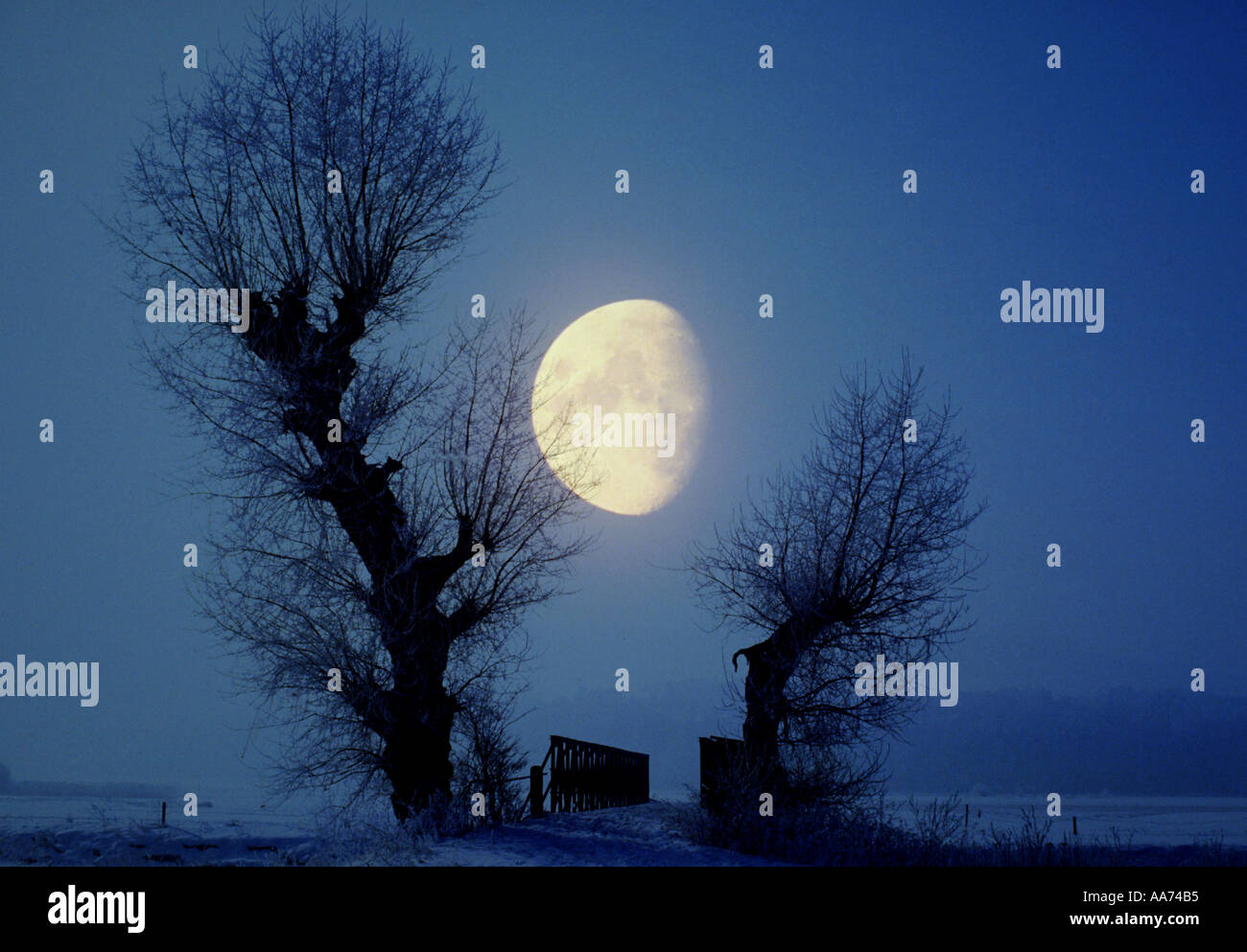 Full moon between trees hi-res stock photography and images - Alamy