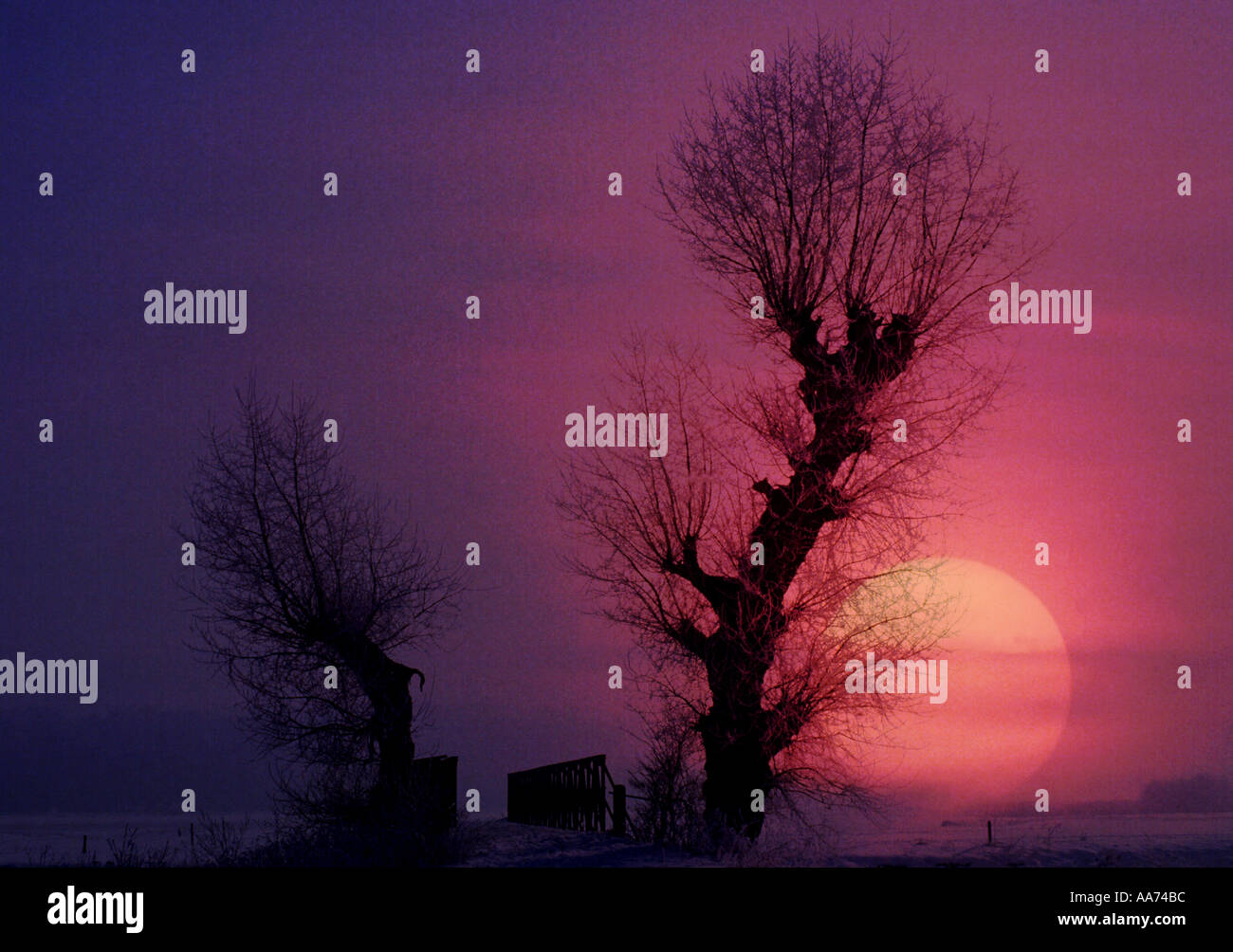 Red willow trees hi-res stock photography and images - Alamy