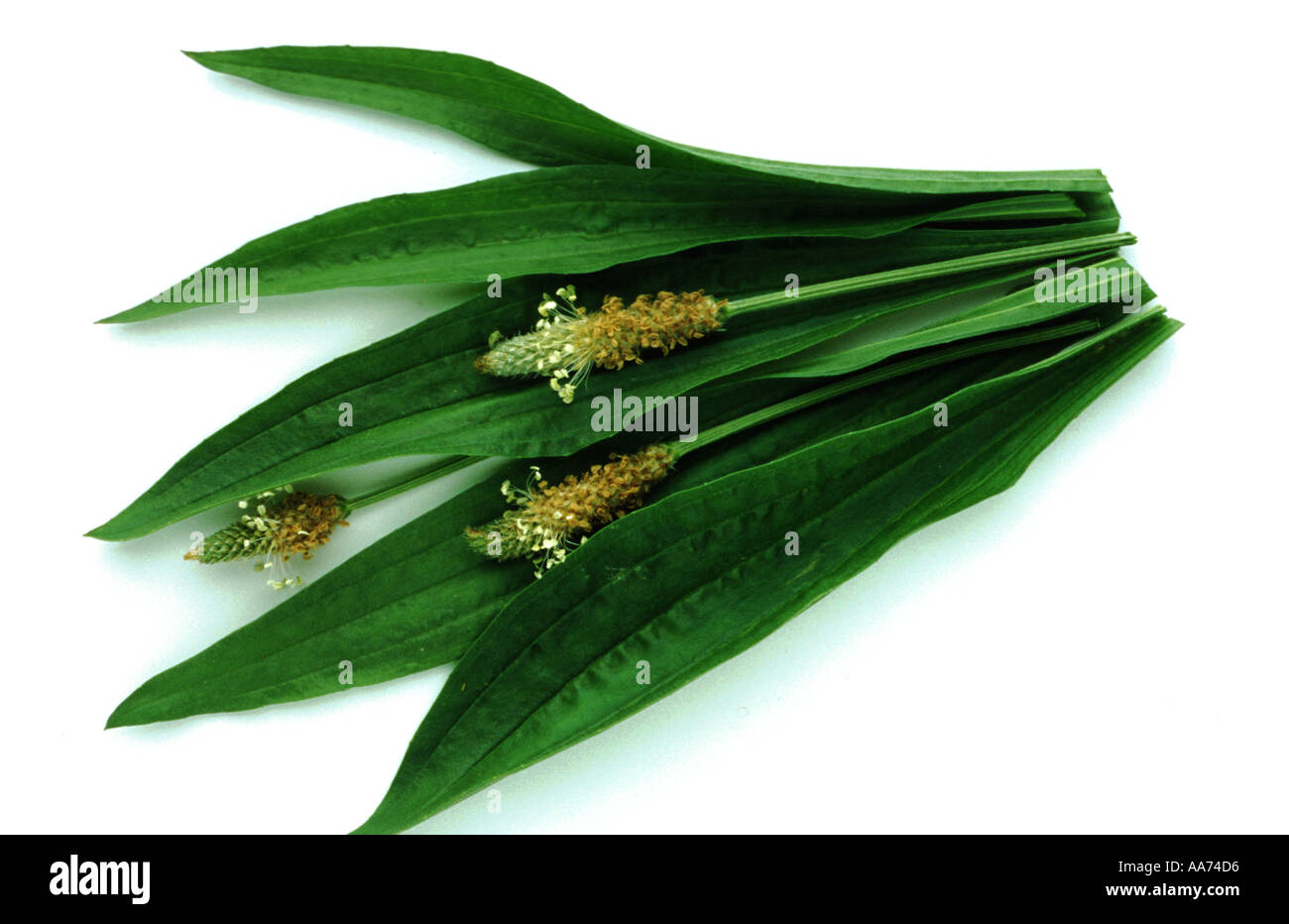 Spitzwegerich hi-res stock photography and images - Alamy