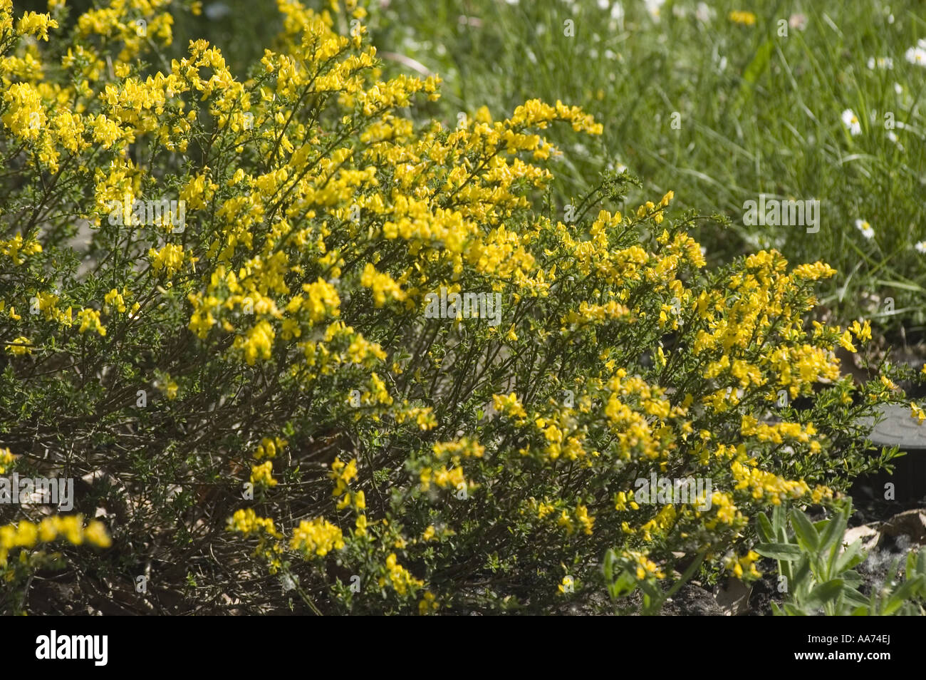 Yellow spring flowers of Silky leaf woadwaxen (Genista Pilosa) in bloom ...