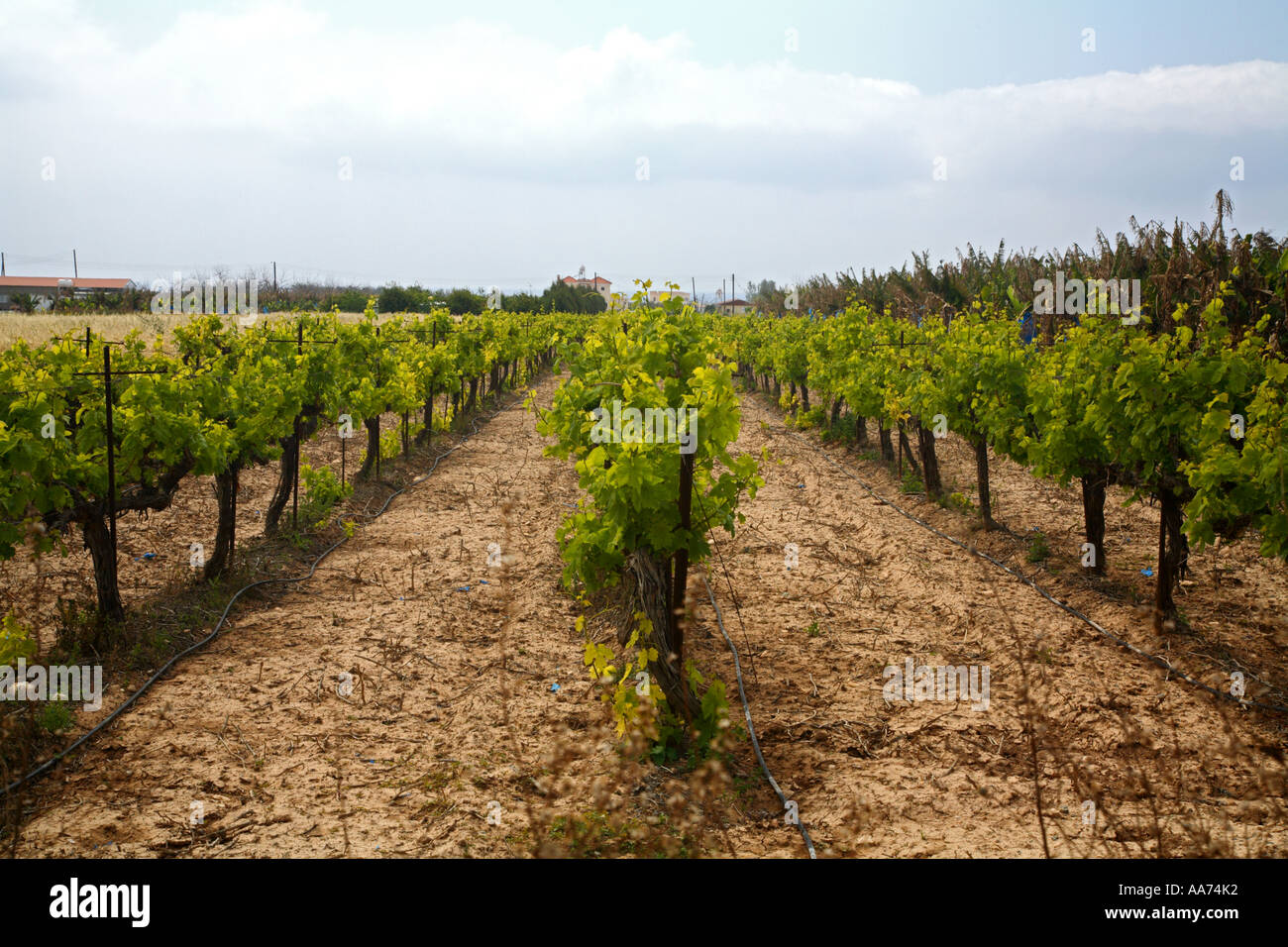 Greek farming greece grape vines hi-res stock photography and images ...
