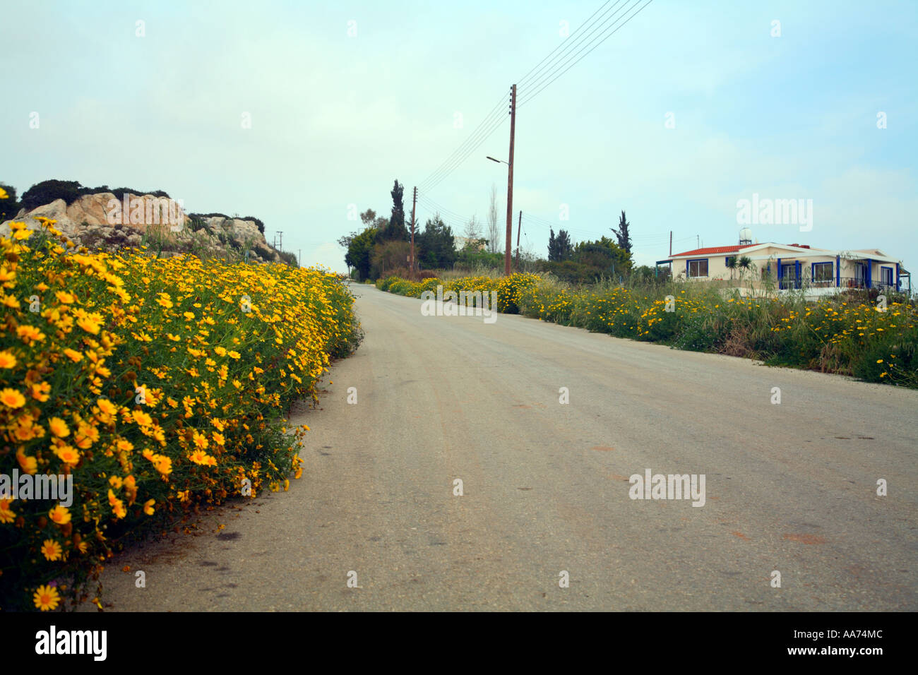 Coastal Road Western Cyprus with Pretty Yellow Roadside Flowers Stock ...