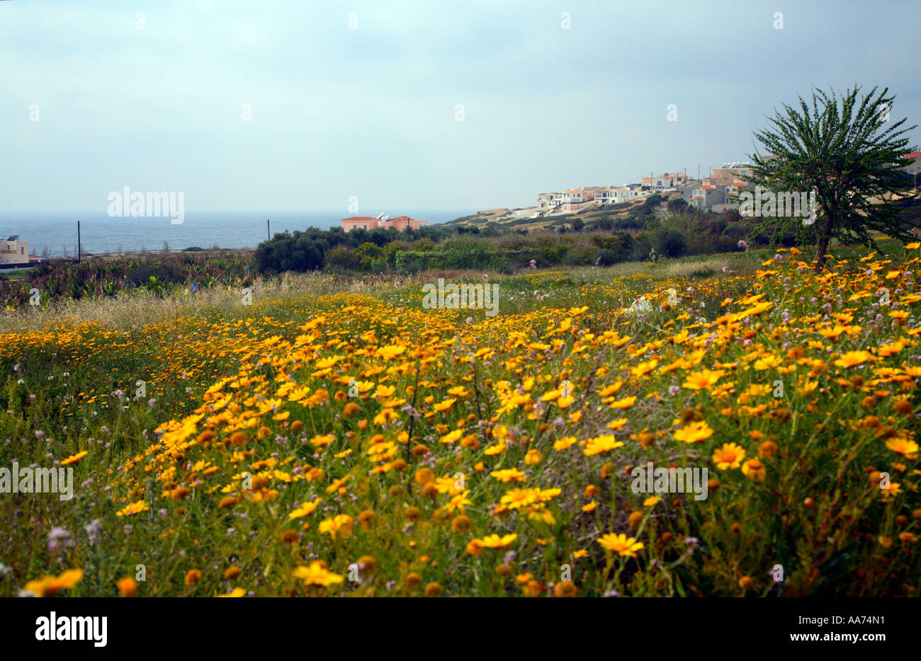 Wild Yellow Flowers and Grassland Overlooking Coastal Villas Western ...