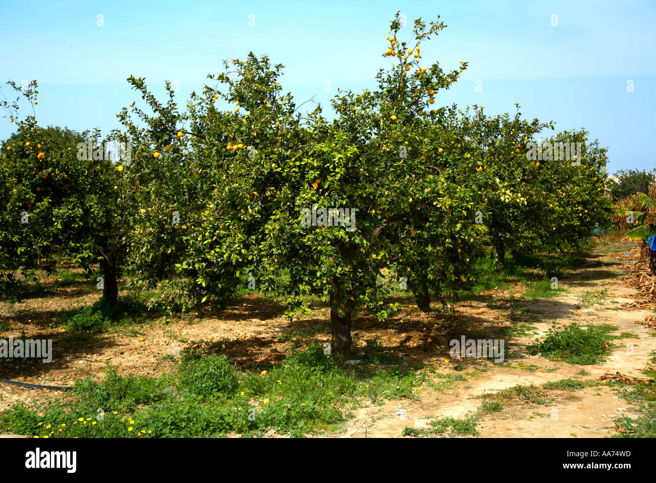 Orange groves greece hi-res stock photography and images - Alamy