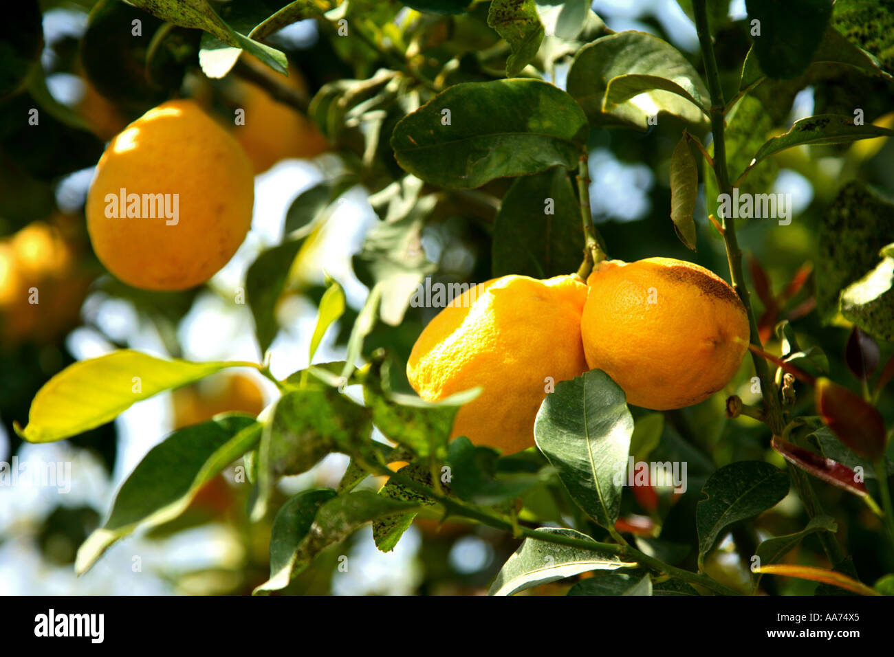 Lemon trees and cyprus hi-res stock photography and images - Alamy
