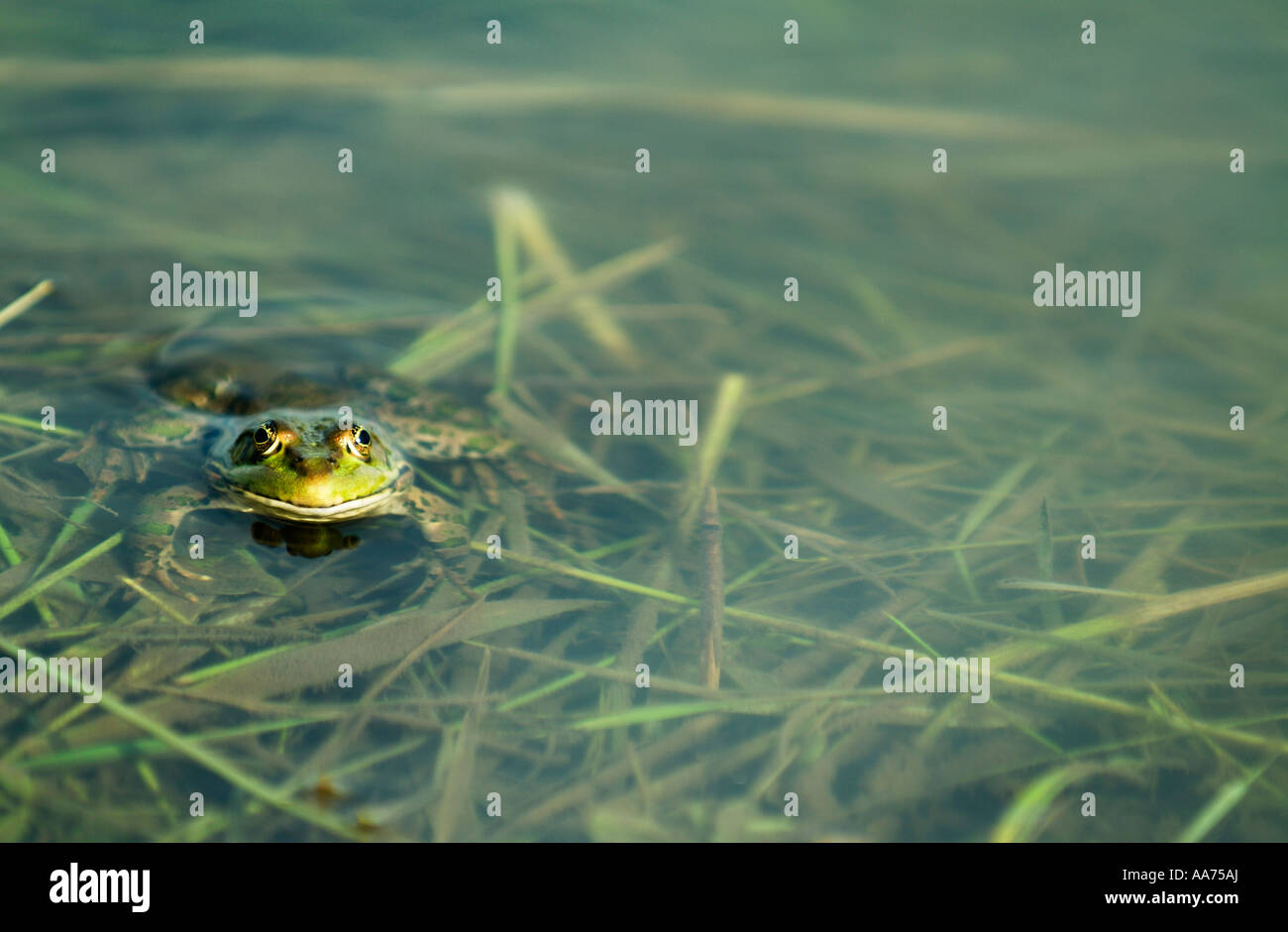 Frog in pond Stock Photo - Alamy