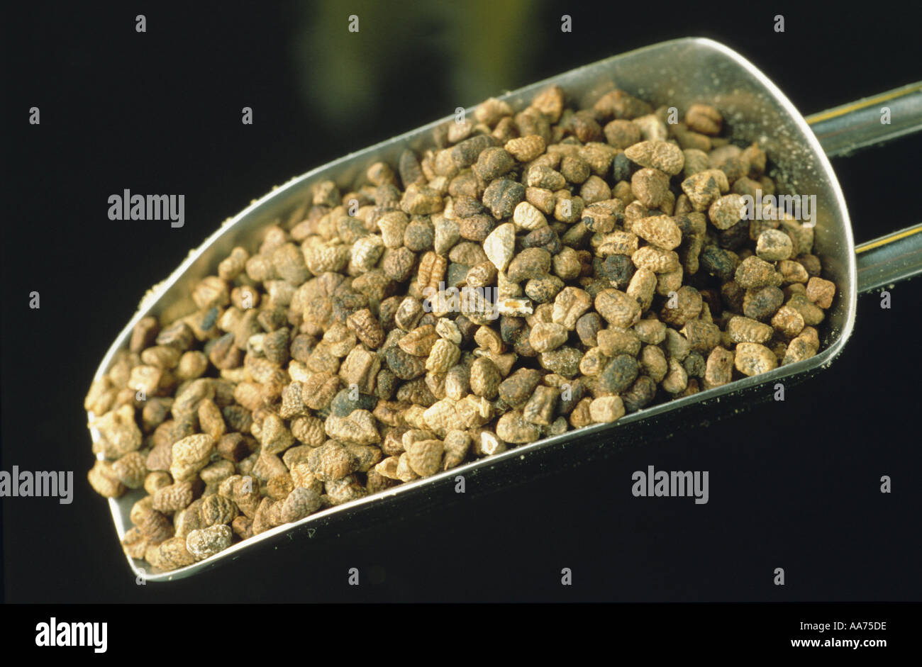 Kardamom hi-res stock photography and images - Alamy