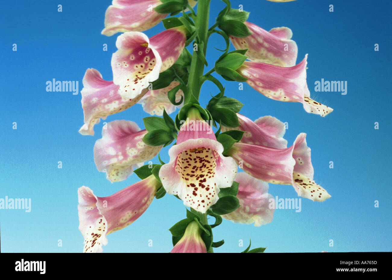 Roter hi-res stock photography and images - Alamy