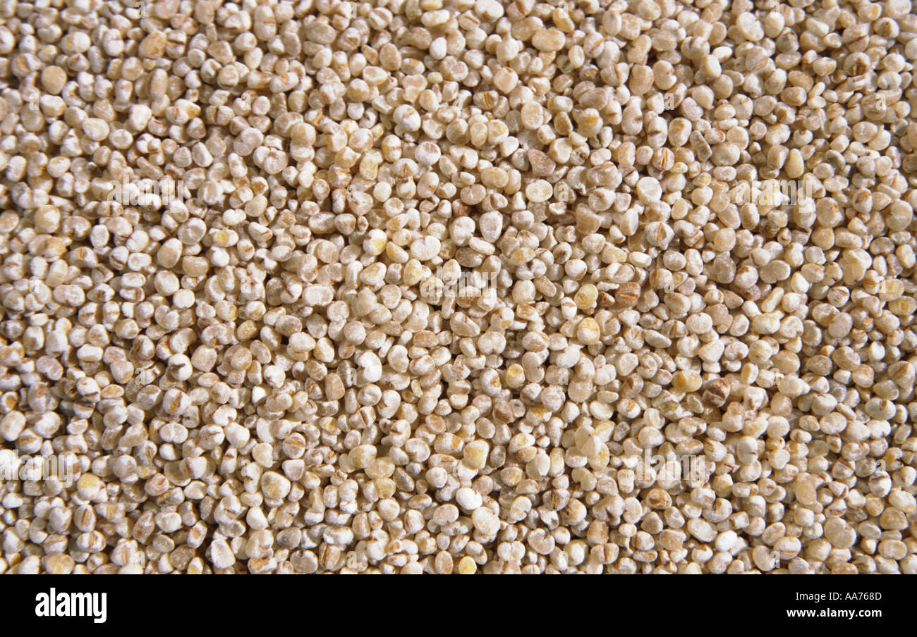 Pealed barley Gerste Stock Photo - Alamy