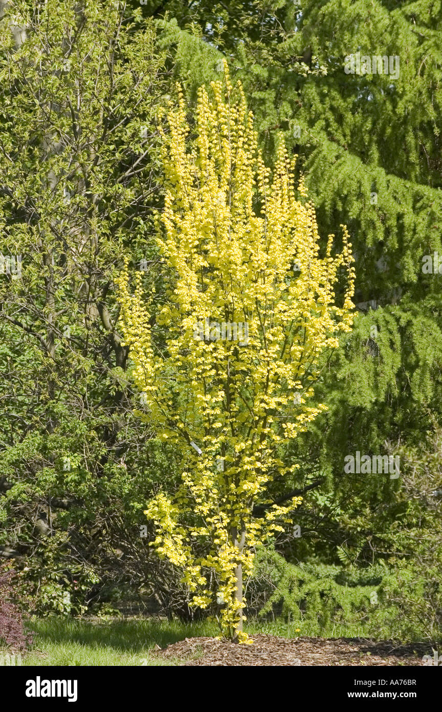 Yellow spring GOLDEN ELM Ulmus hollandica Dampieri Aurea, U. hollandica ...