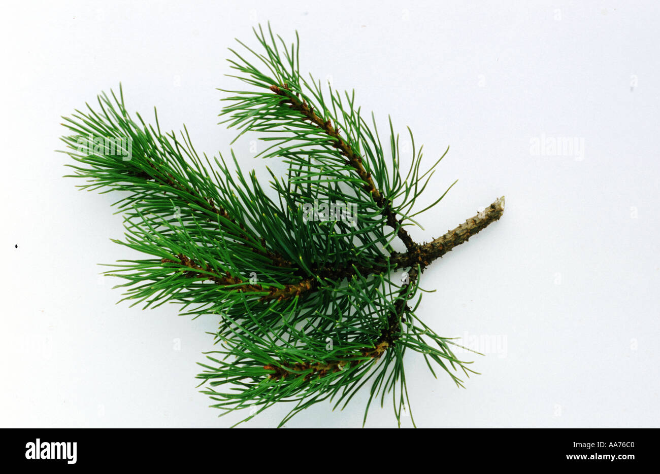 Latschenkiefer hi-res stock photography and images - Alamy