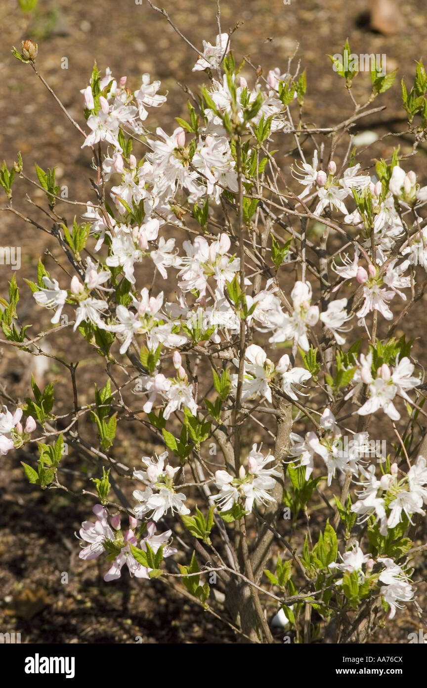 White spring flowers of Pinkshell Azalea - Ericaceae - Rhododendron ...