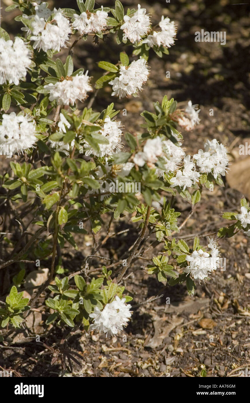 White spring flowers of Bog Labrador Tea - Ledum groenlandicum ...