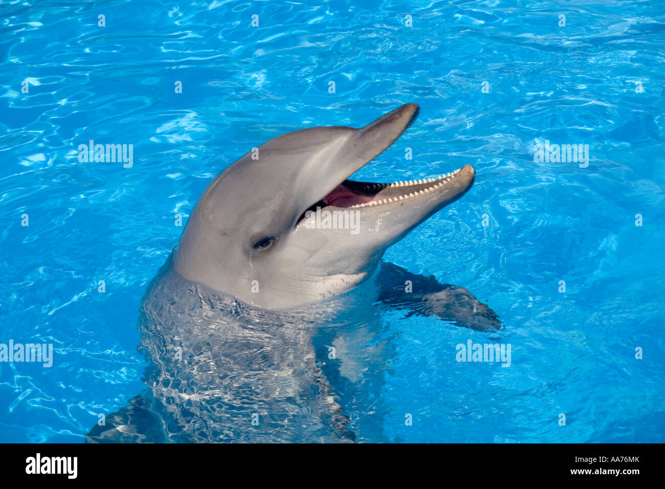 Indo-Pacific Bottlenose Dolphin,Tursiops aduncus, captive, beak open ...