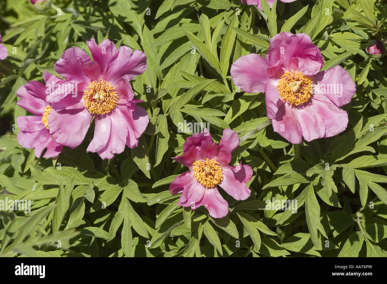 Yellow pink sprig flowers of Common European Peony Paeoniaceae ...