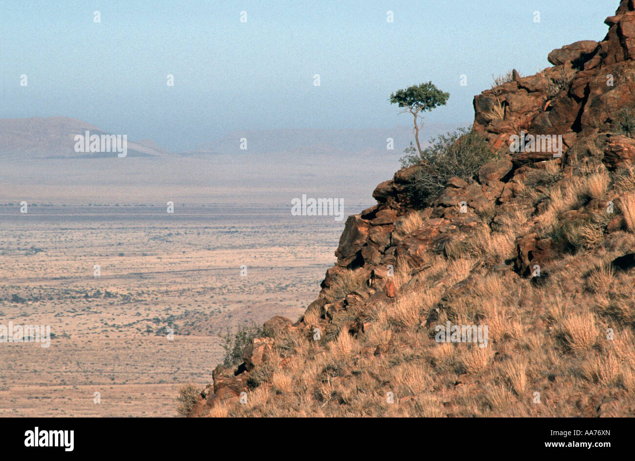 Solitary tree clinging to a dry rocky hillside Near Klein Aub ...