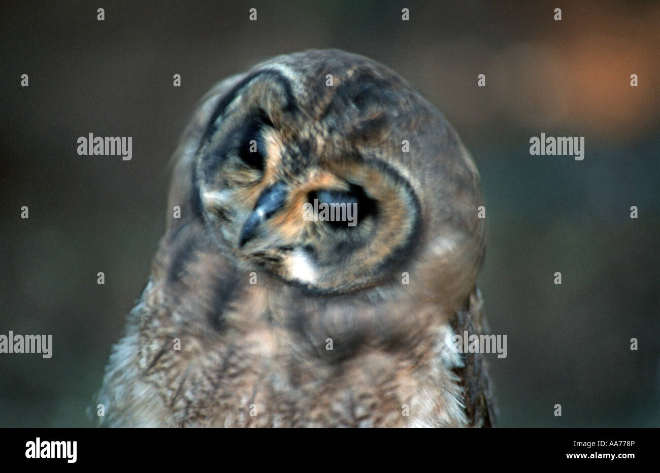 Portrait of an owl shaking its head Photographed in South Africa Stock ...
