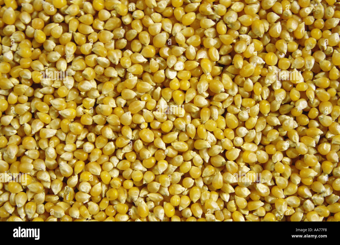 Mais corn hi-res stock photography and images - Alamy