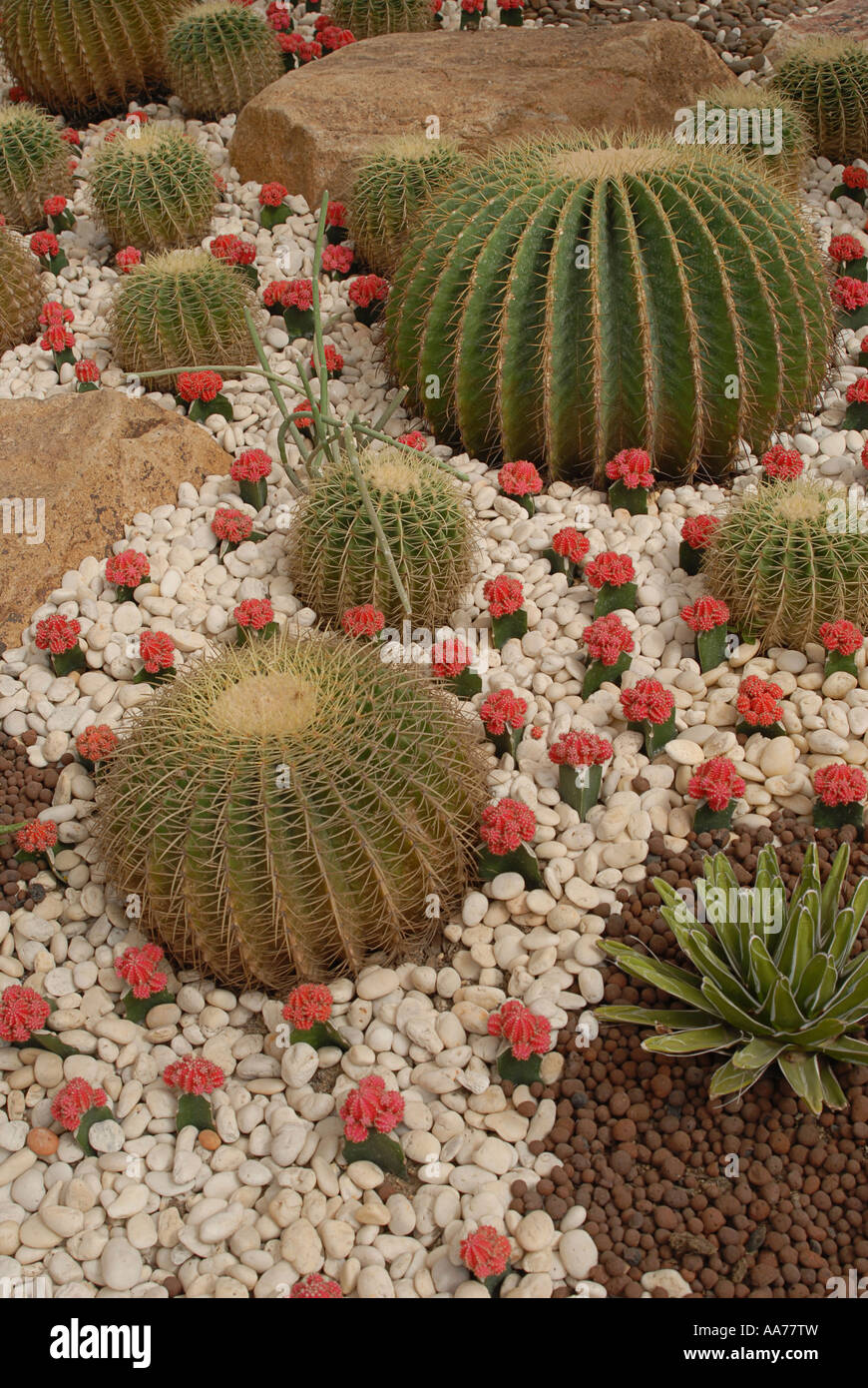 Display of cacti Stock Photo - Alamy