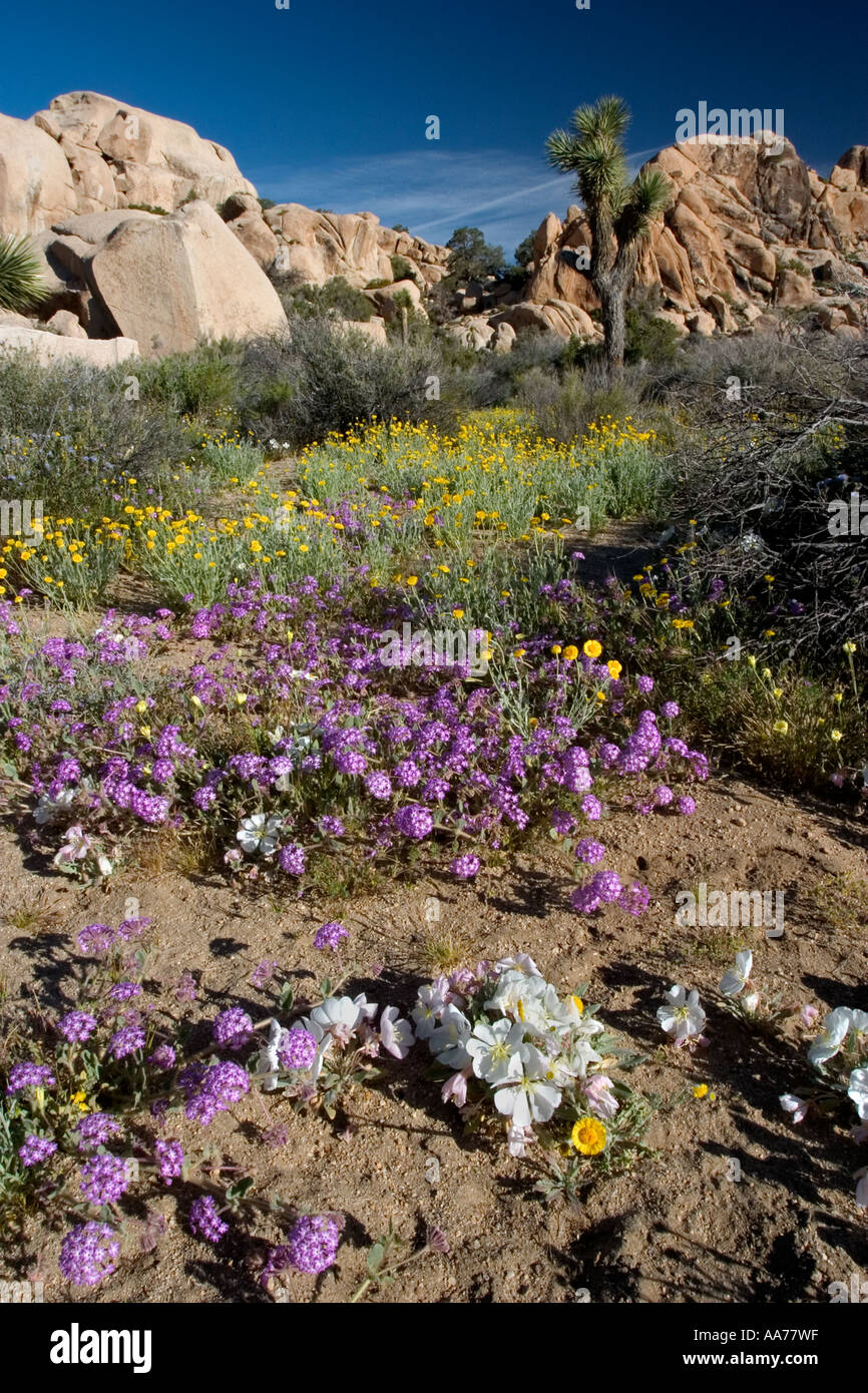 Desert in bloom Stock Photo - Alamy