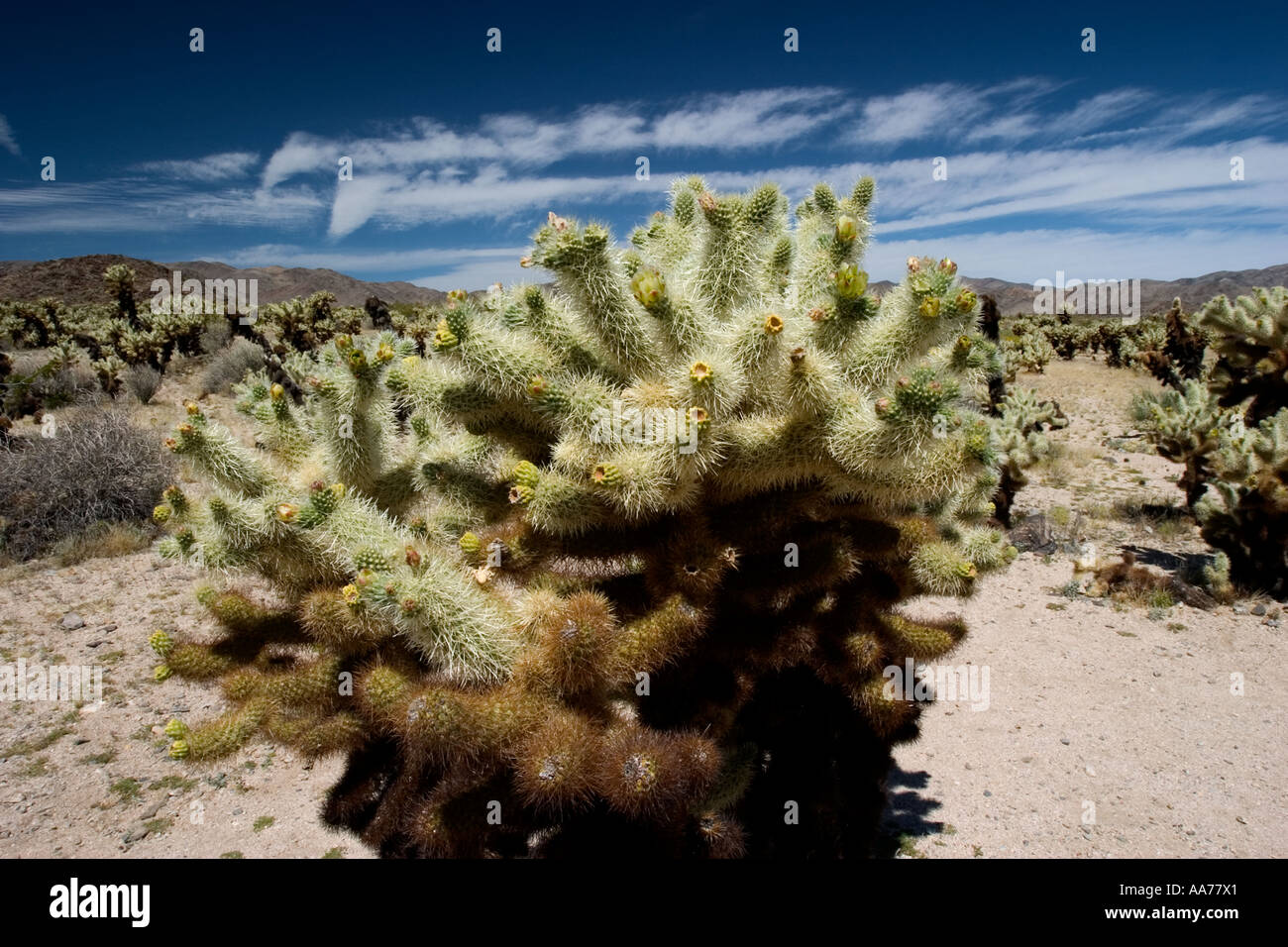 Cholla wood hi-res stock photography and images - Alamy