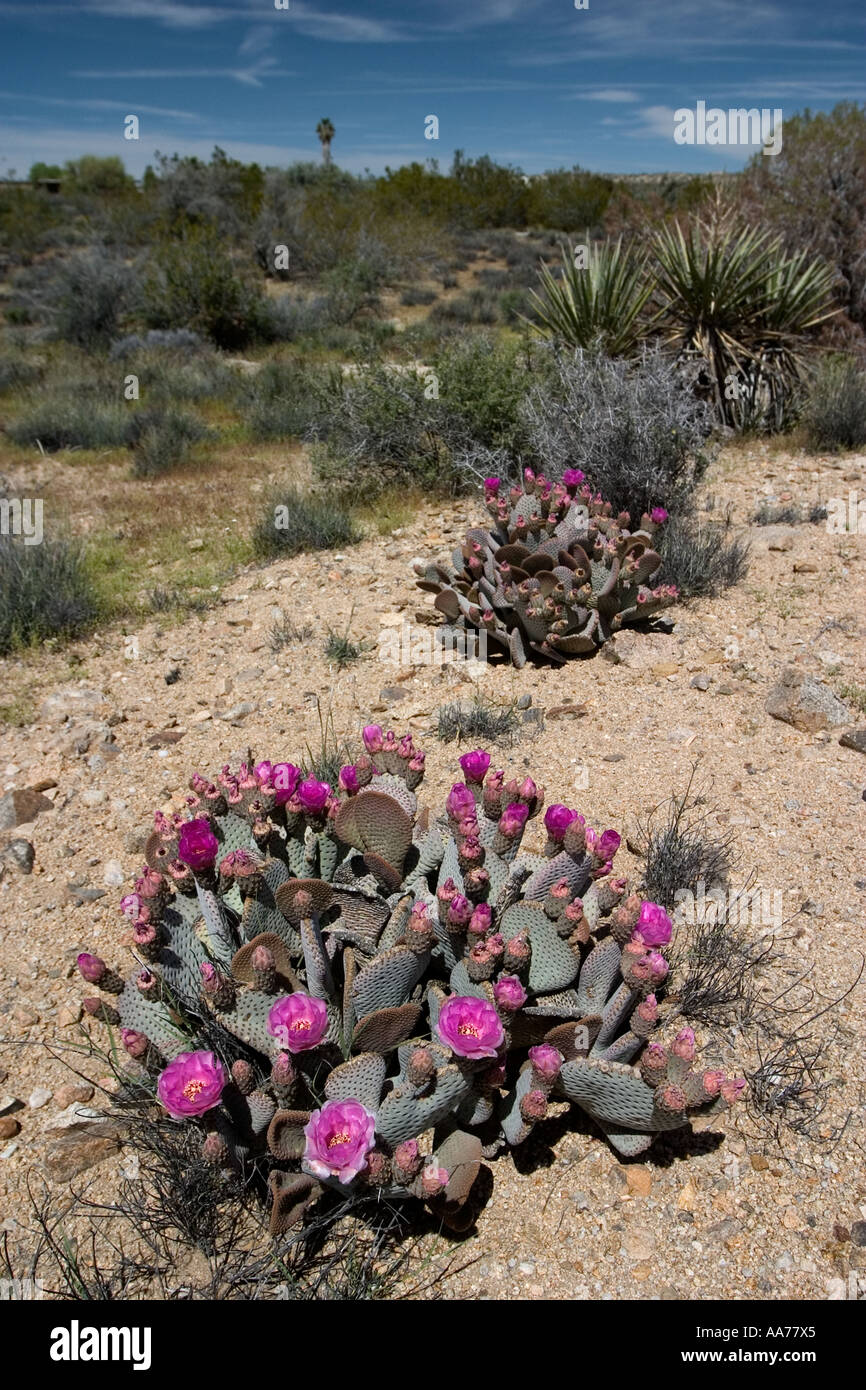 Cacti in bloom Stock Photo - Alamy
