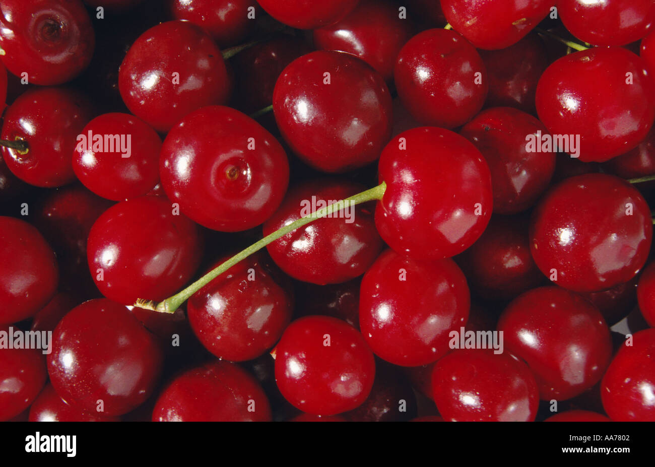 Prunus spp hi-res stock photography and images - Alamy