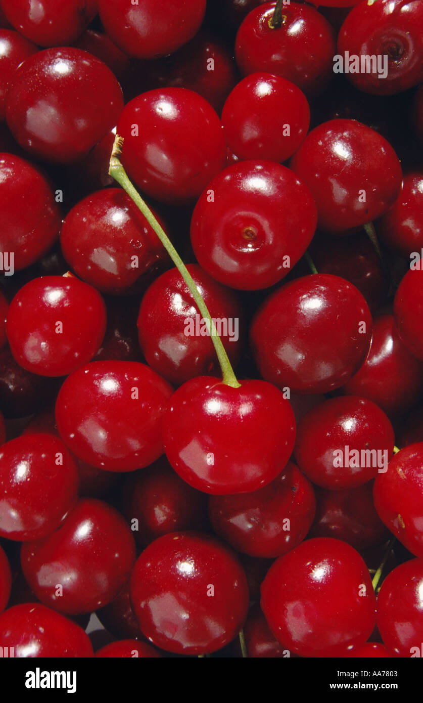 Prunus spp hi-res stock photography and images - Alamy