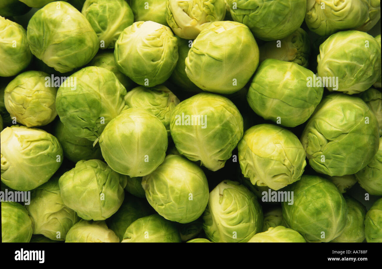 Vegetable Brussels sprouts cabbage Rosenkohl Stock Photo - Alamy