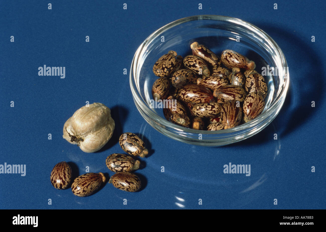 Castor bean hi-res stock photography and images - Alamy