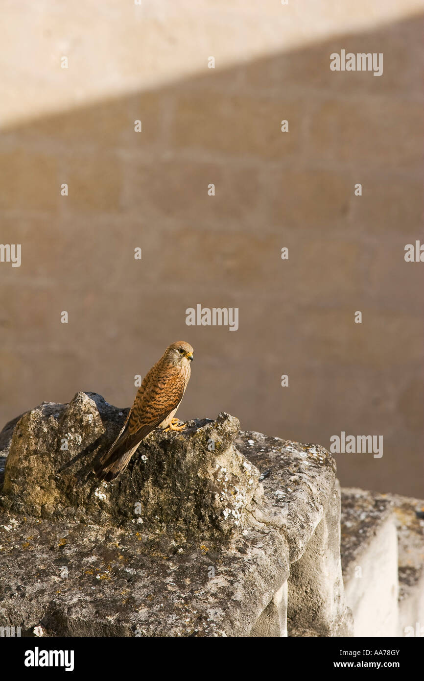 Sparrow hawks hi-res stock photography and images - Alamy