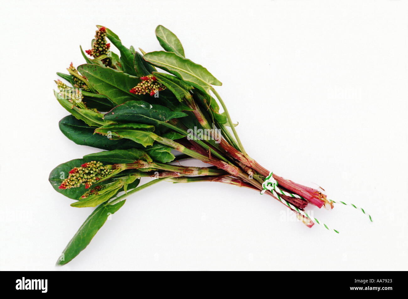 Sauerampfer hi-res stock photography and images - Alamy