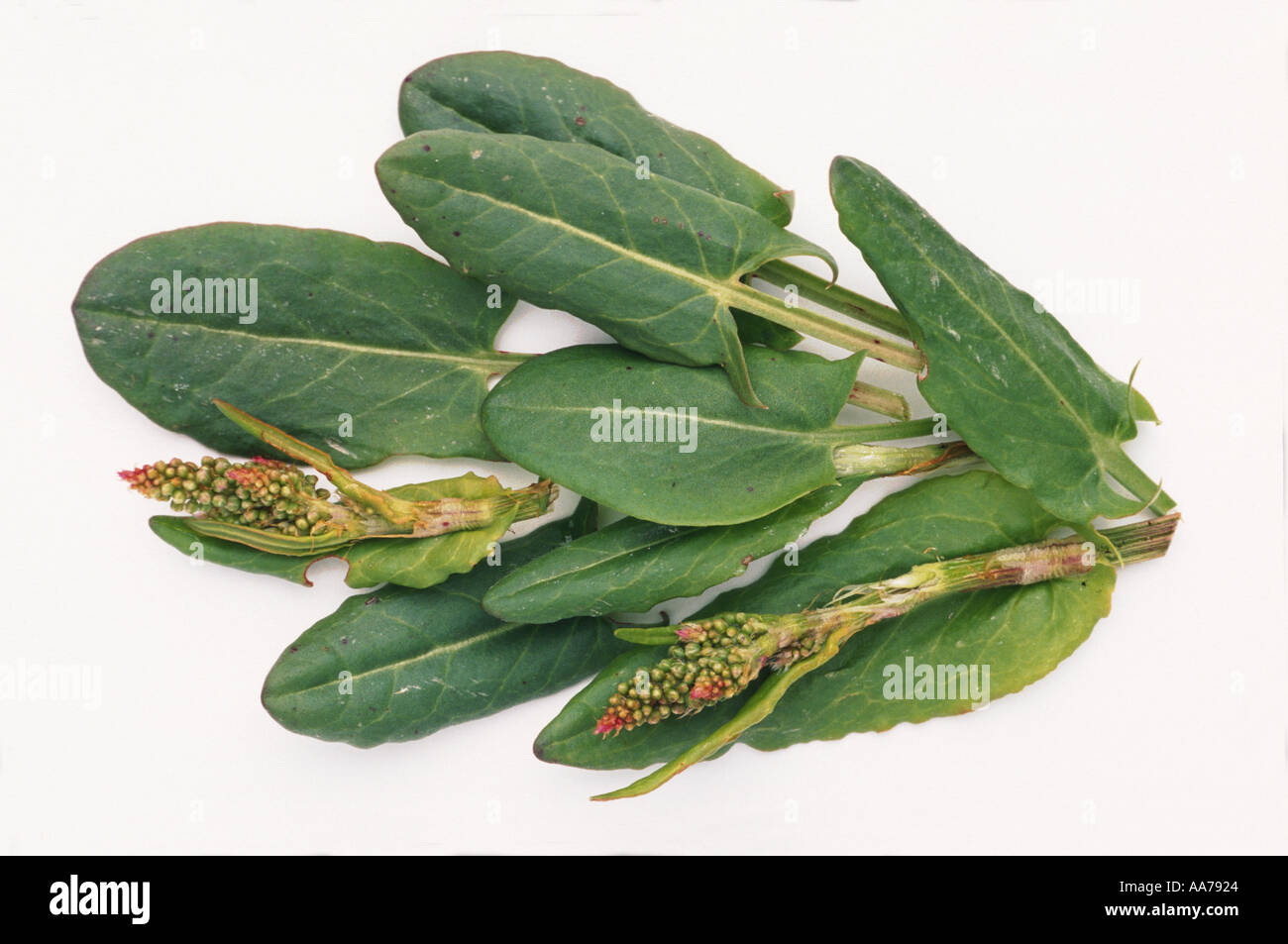 Sauerampfer hi-res stock photography and images - Alamy