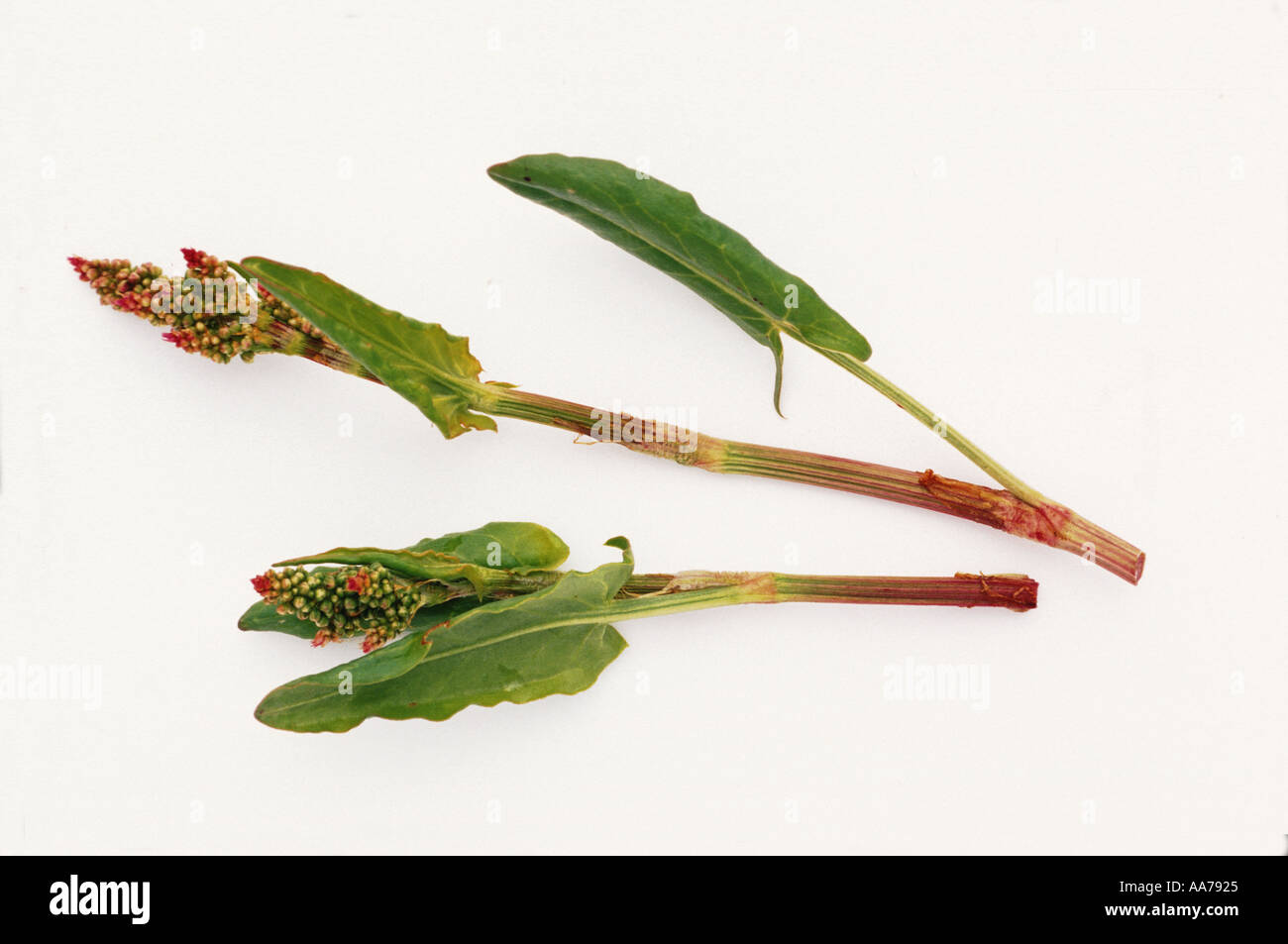 Sauerampfer hi-res stock photography and images - Alamy