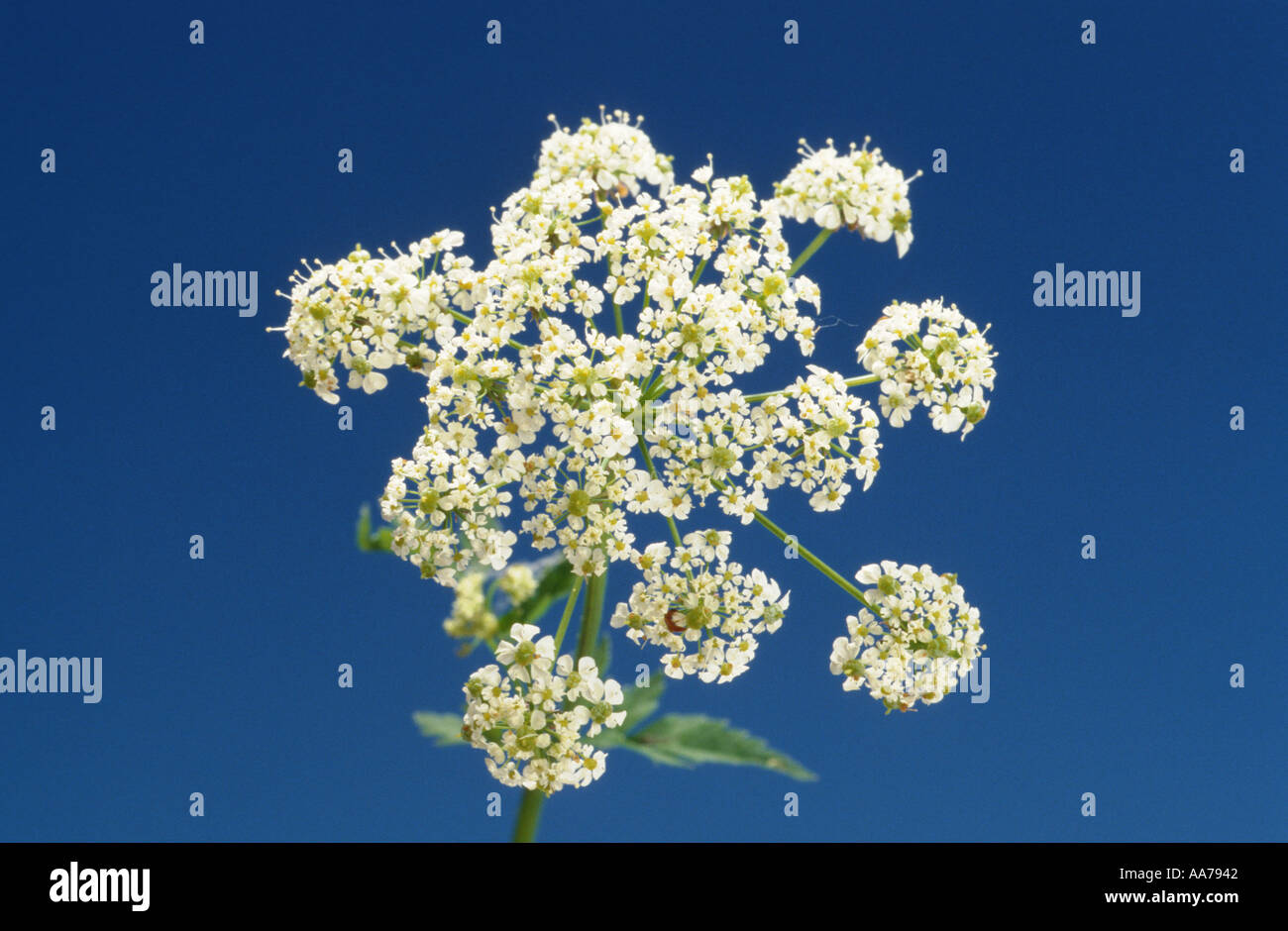 Schierling hi-res stock photography and images - Alamy