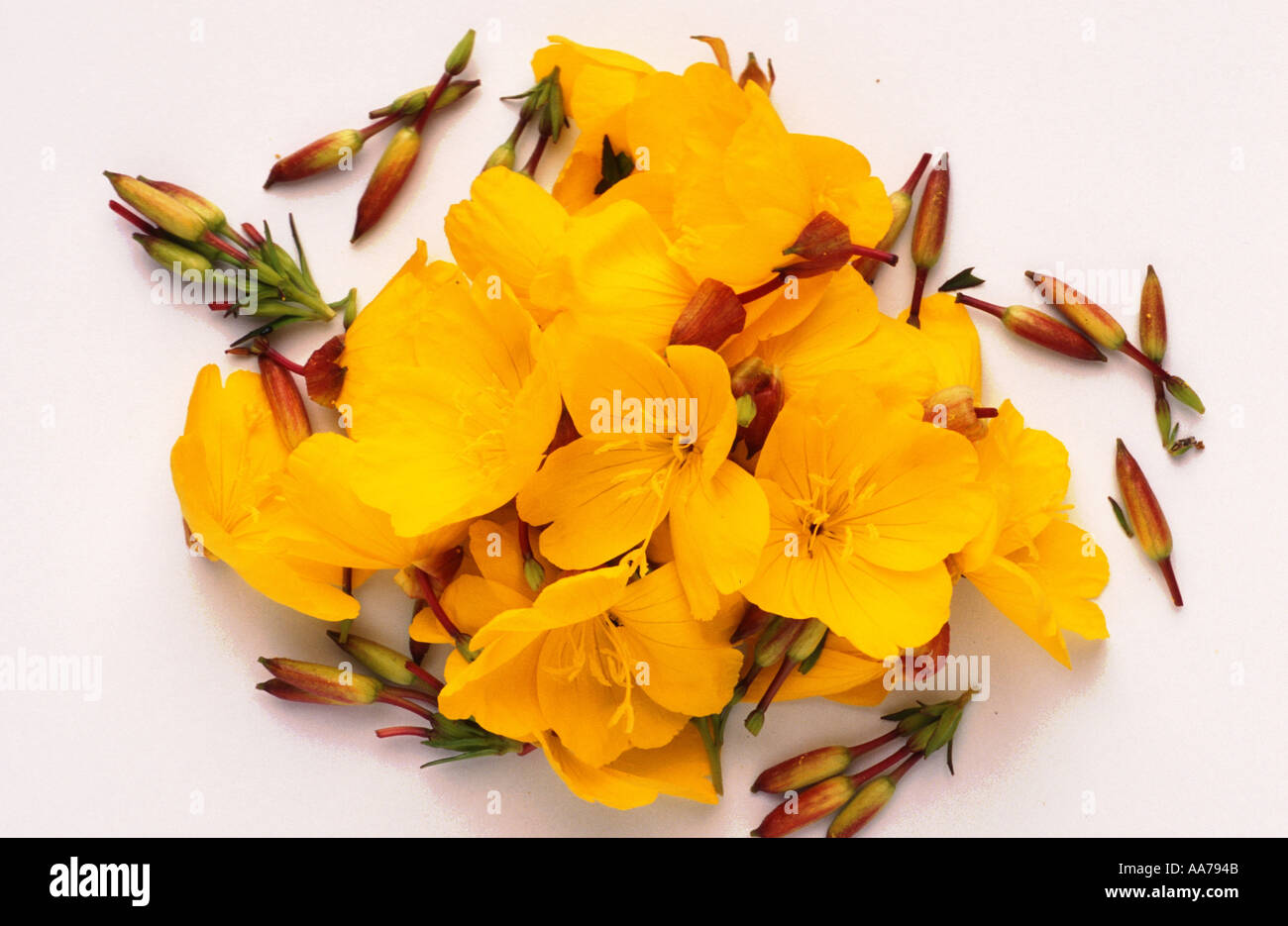 Oenothera biennis, Common evening primrose, Evening star Stock Photo ...
