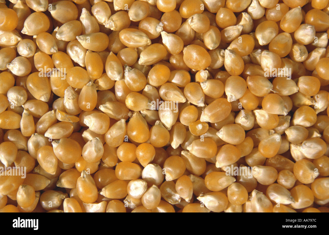 Maïs corn hi-res stock photography and images - Alamy