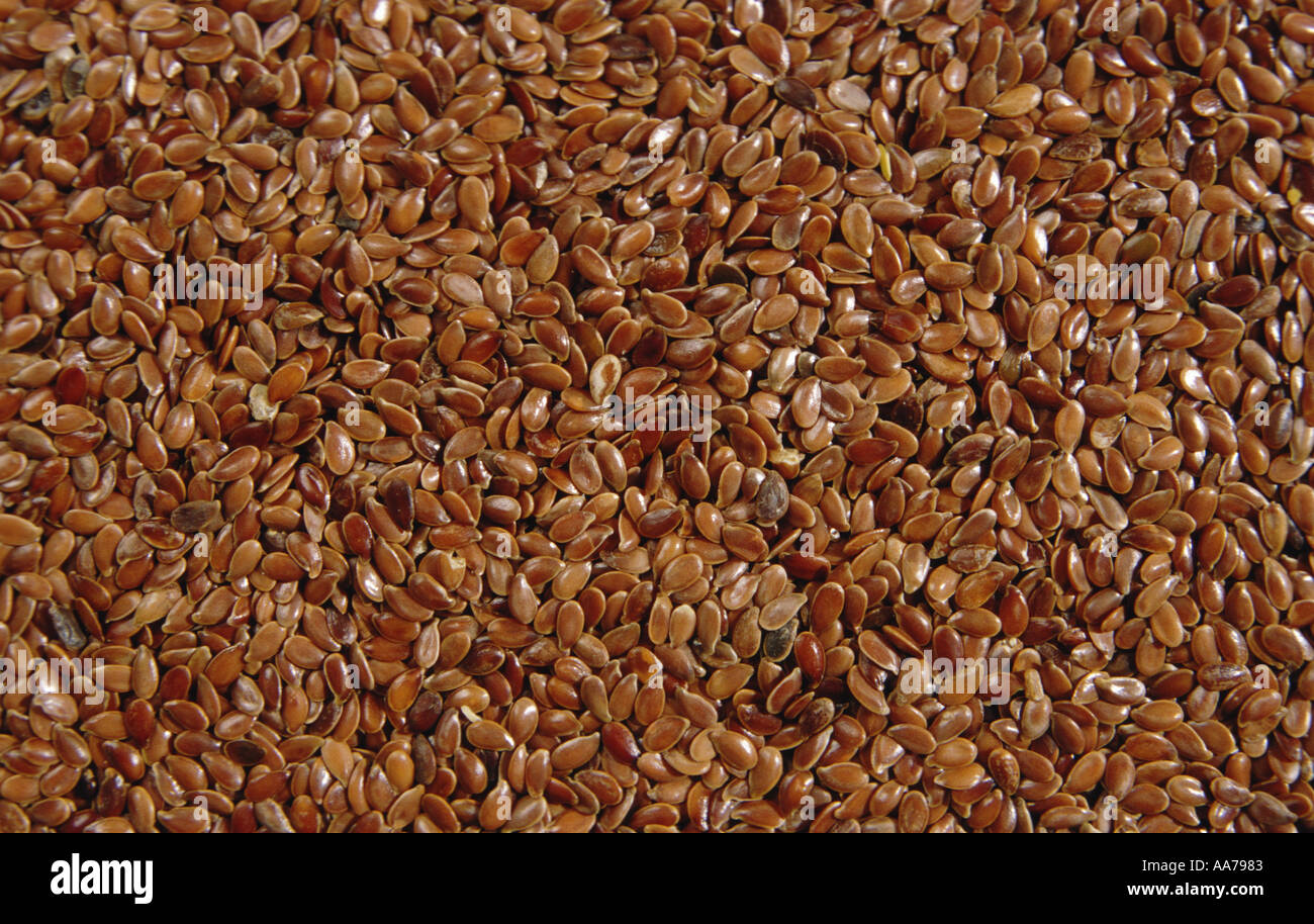 Flax, common flax, bobseed, Linum usitatissimum Stock Photo - Alamy