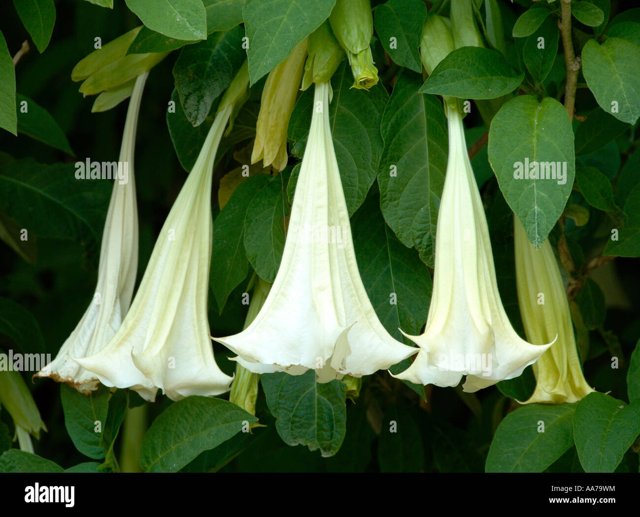Brugmansia arborea Brugmansia cornigera syn Datura arborea Datura ...