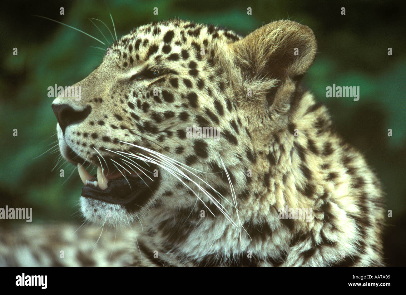 Persian Leopard snarling Stock Photo - Alamy
