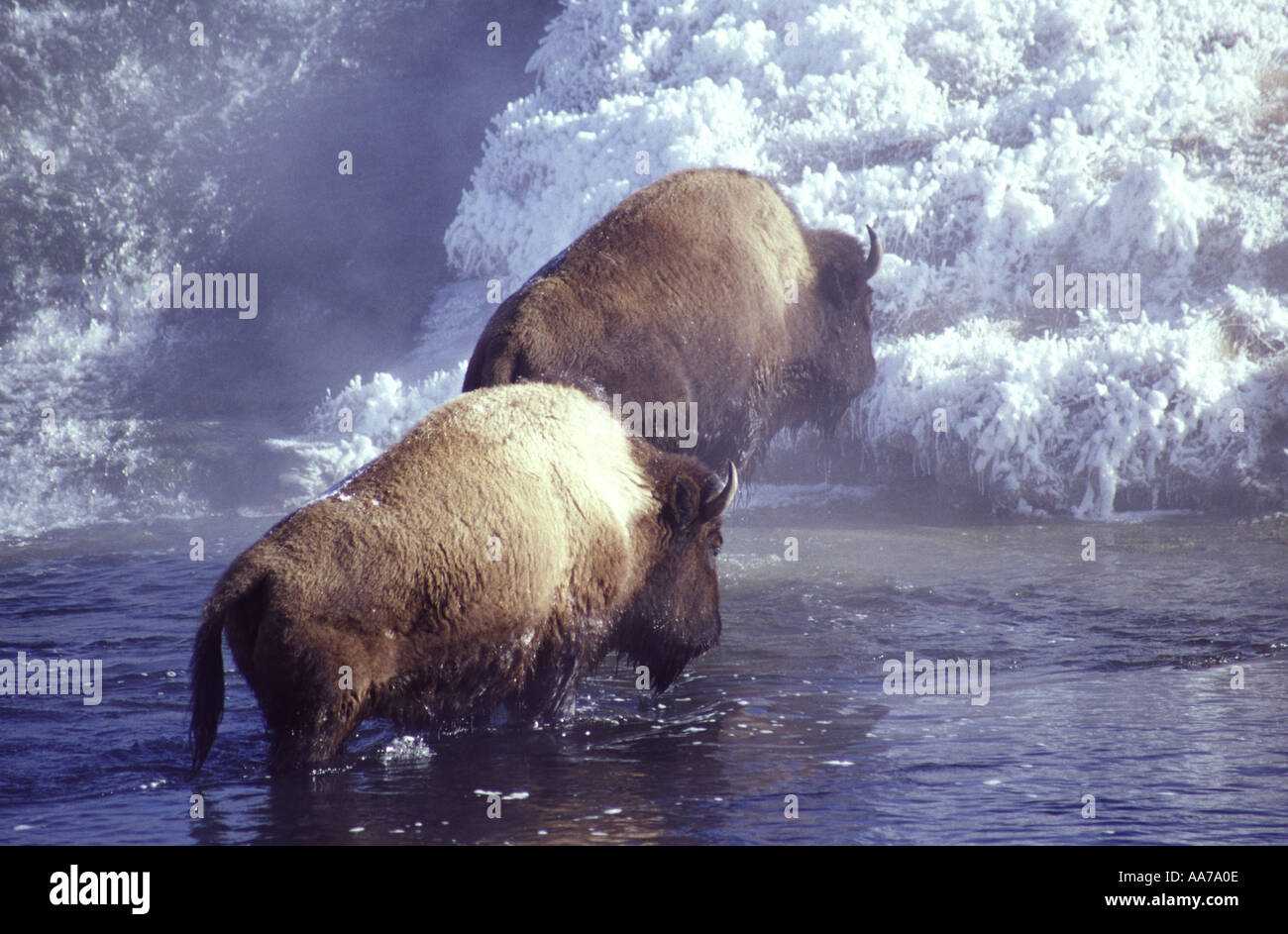 Bison crossing the river Yellowstone National Park North America Stock ...