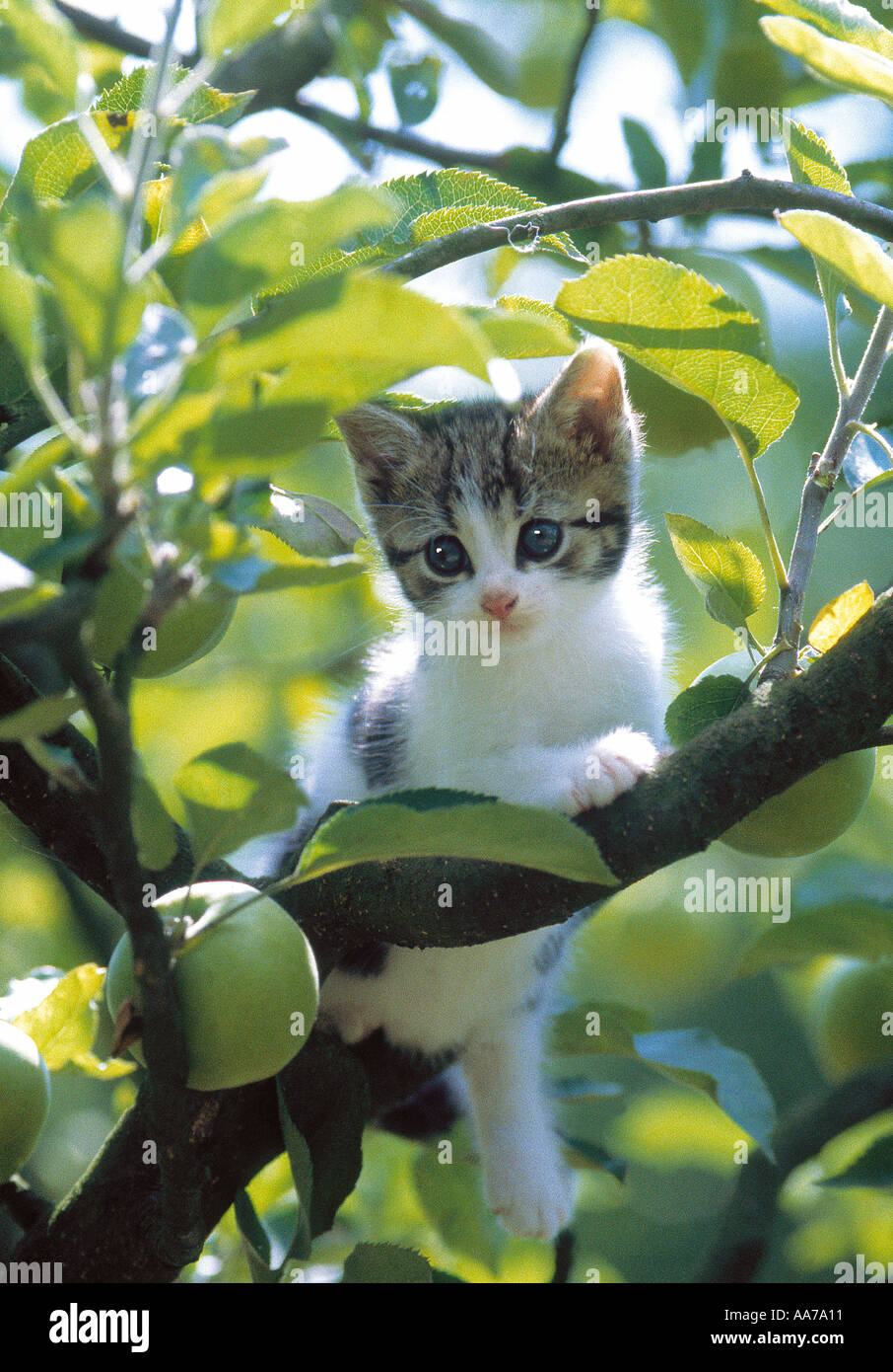 kitten in tree Stock Photo - Alamy