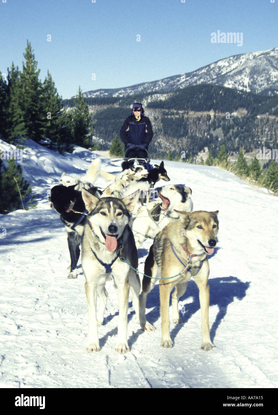 Husky dogs pulling sledge Stock Photo - Alamy
